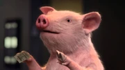Maxwell the Pig | Geico Wiki | Fandom