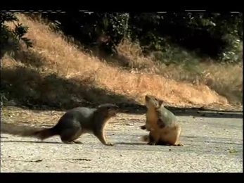 Squirrel | Geico Wiki | Fandom