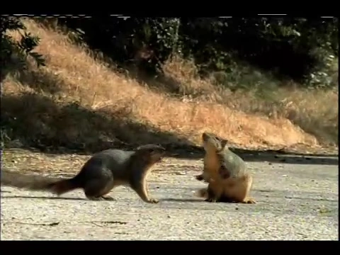 Squirrel | Geico Wiki | Fandom