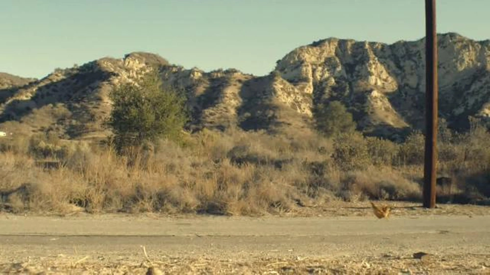 Chicken | Geico Wiki | Fandom