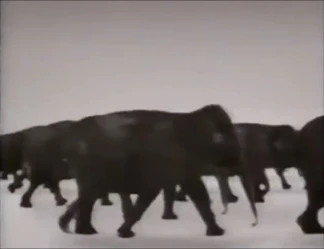 Elephants | Geico Wiki | Fandom