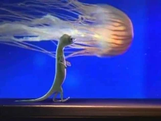 Jellyfish | Geico Wiki | Fandom