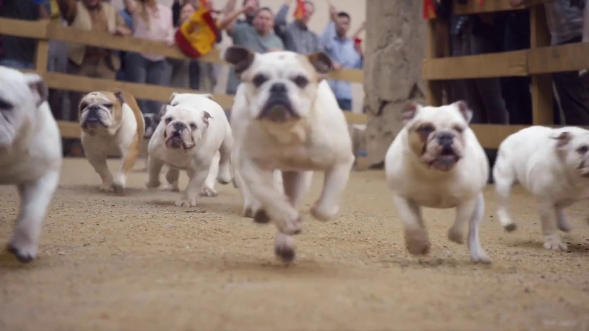 Running of the Bulldogs | Geico Wiki | Fandom