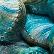 Blue Abalone | GemCrust Wikia | Fandom