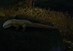 Lizard (Elder Scrolls) | Gemipedia Wiki | Fandom
