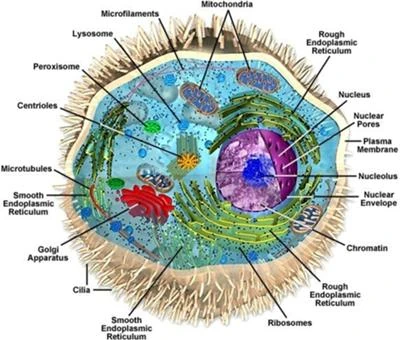 Eukaryotic Cells | Gemipedia Wiki | Fandom