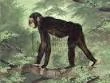 Oreopithecus | Gemipedia Wiki | Fandom