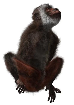 Apidium | Gemipedia Wiki | Fandom