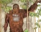 Gigantopithecus | Gemipedia Wiki | Fandom