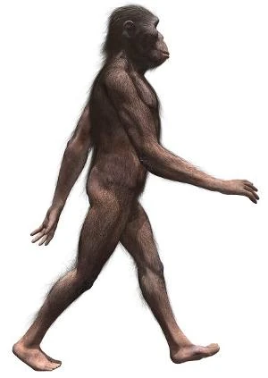 Australopithecus | Gemipedia Wiki | Fandom