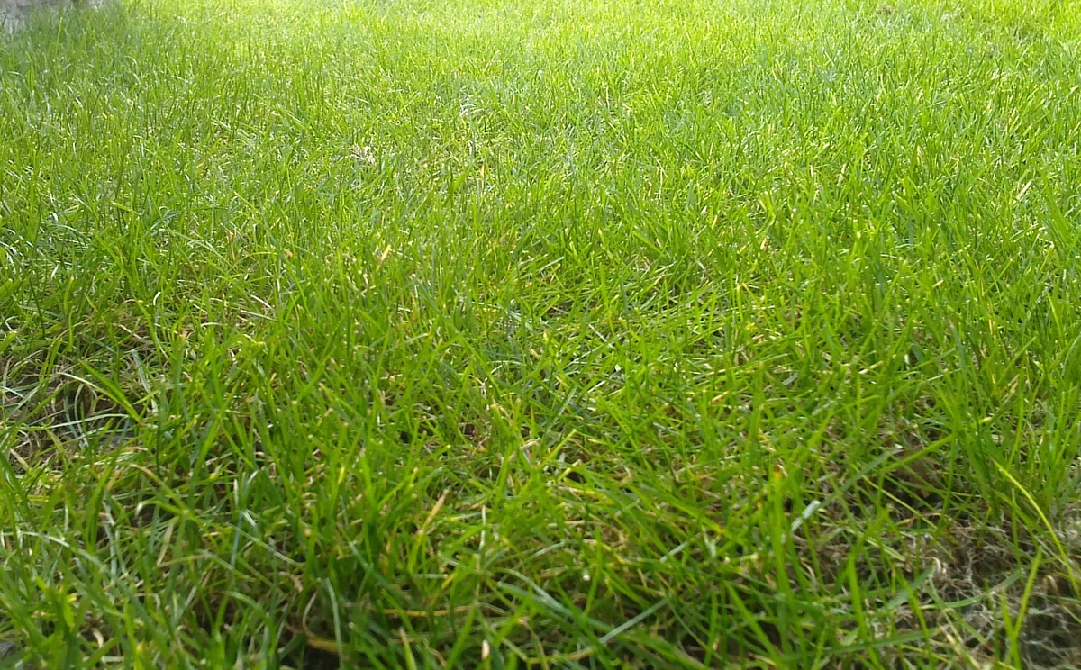 Grass | Gemipedia Wiki | Fandom