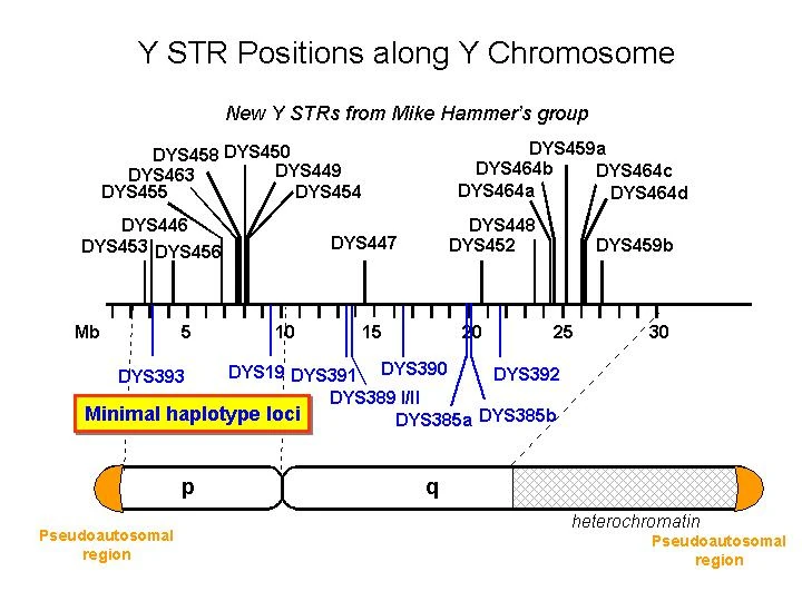 List of DYS markers | Familypedia | Fandom