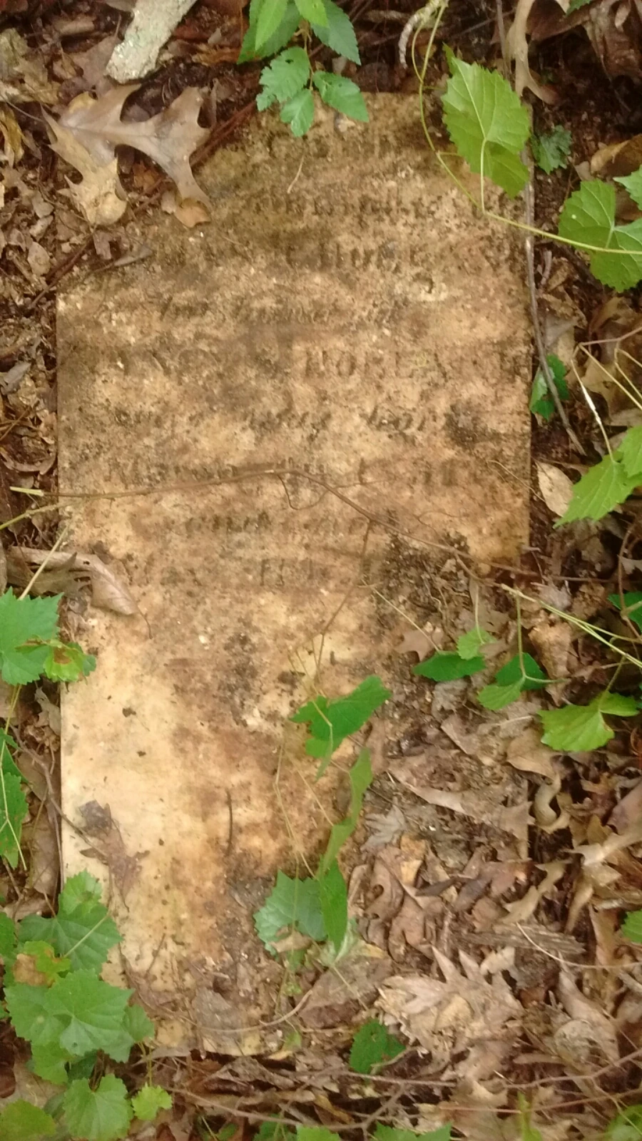 Thomas Rutledge Holland (1831-1856) | Familypedia | Fandom