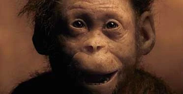Selam Afarensis (c3.3million bc) | Familypedia | Fandom