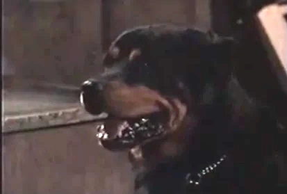 Animals and Pets | General Hospital Wiki | Fandom