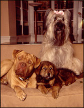 Animals and Pets | General Hospital Wiki | Fandom