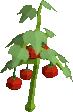 Tomato Bush | Genfanad Wiki | Fandom