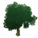 Tree | Genshin Impact Wiki | Fandom
