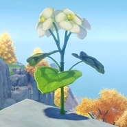 Qingxin | Genshin Impact Wiki | Fandom