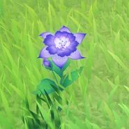 Sumeru Rose | Genshin Impact Wiki | Fandom