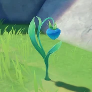 Small Lamp Grass | Genshin Impact Wiki | Fandom