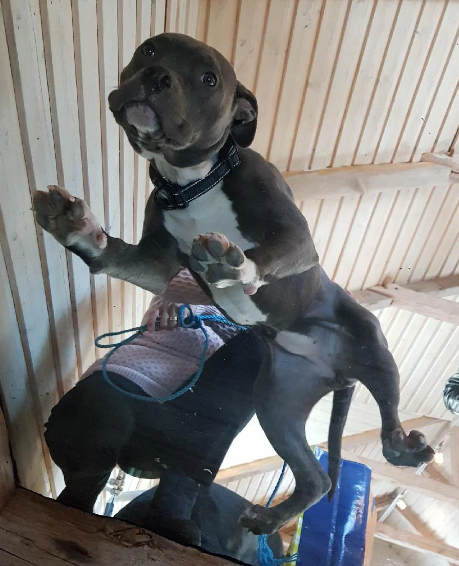 Robert Topala | Geometry Dash Wiki | Fandom