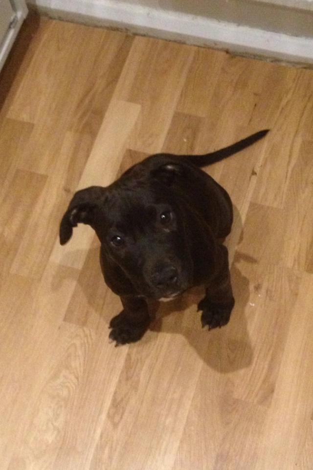 Robert Topala | Geometry Dash Wiki | Fandom