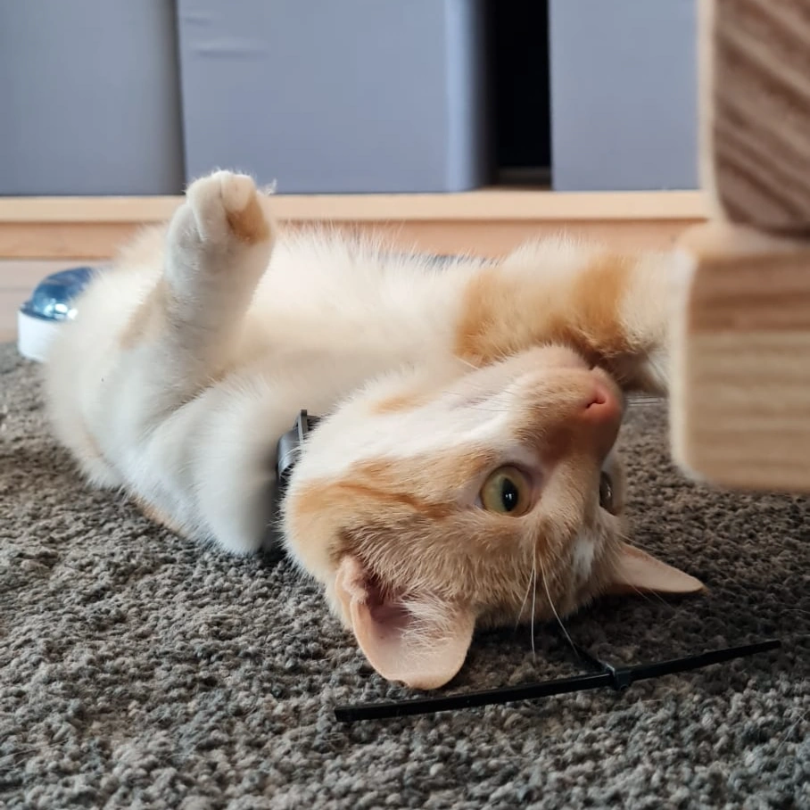 Lars | GeoORGs Wiki | Fandom