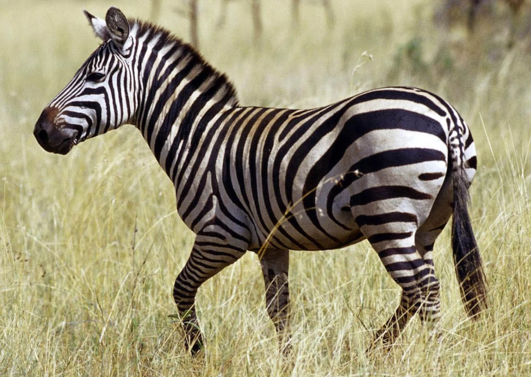 Zebra | George's Gang Wiki | Fandom