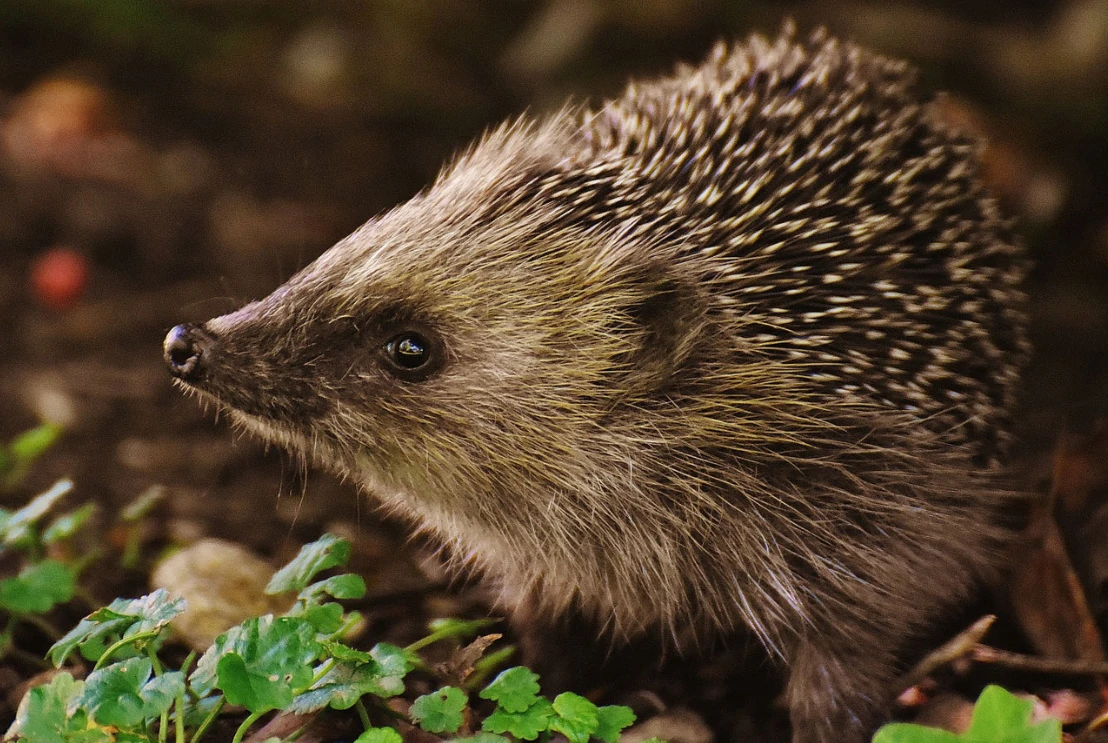 Rolly | George's Gang Wiki | Fandom