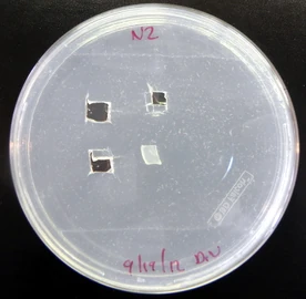 Chunking Worms | Get Your Science On Wiki | Fandom