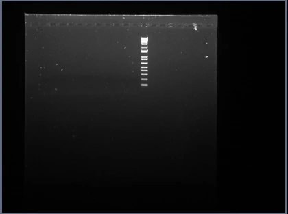 Annotating A Gel | Get Your Science On Wiki | Fandom