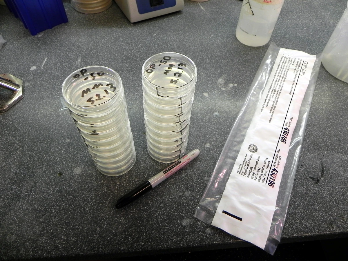 Seeding Worm Plates | Get Your Science On Wiki | Fandom