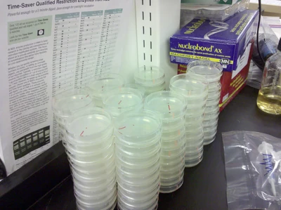 Worm Plates | Get Your Science On Wiki | Fandom