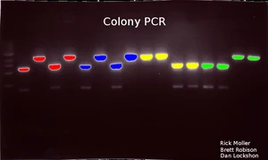 Colony PCR | Get Your Science On Wiki | Fandom