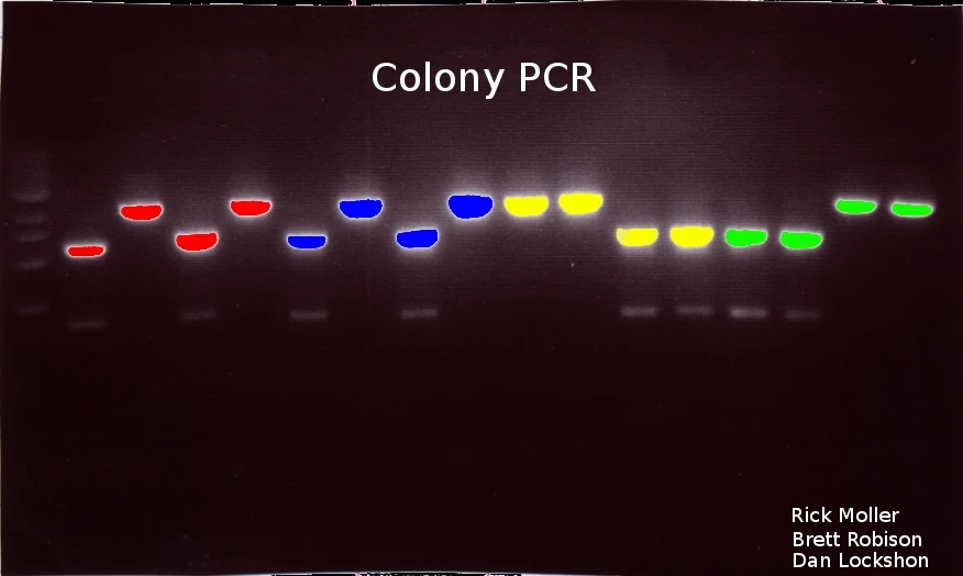 Colony PCR | Get Your Science On Wiki | Fandom