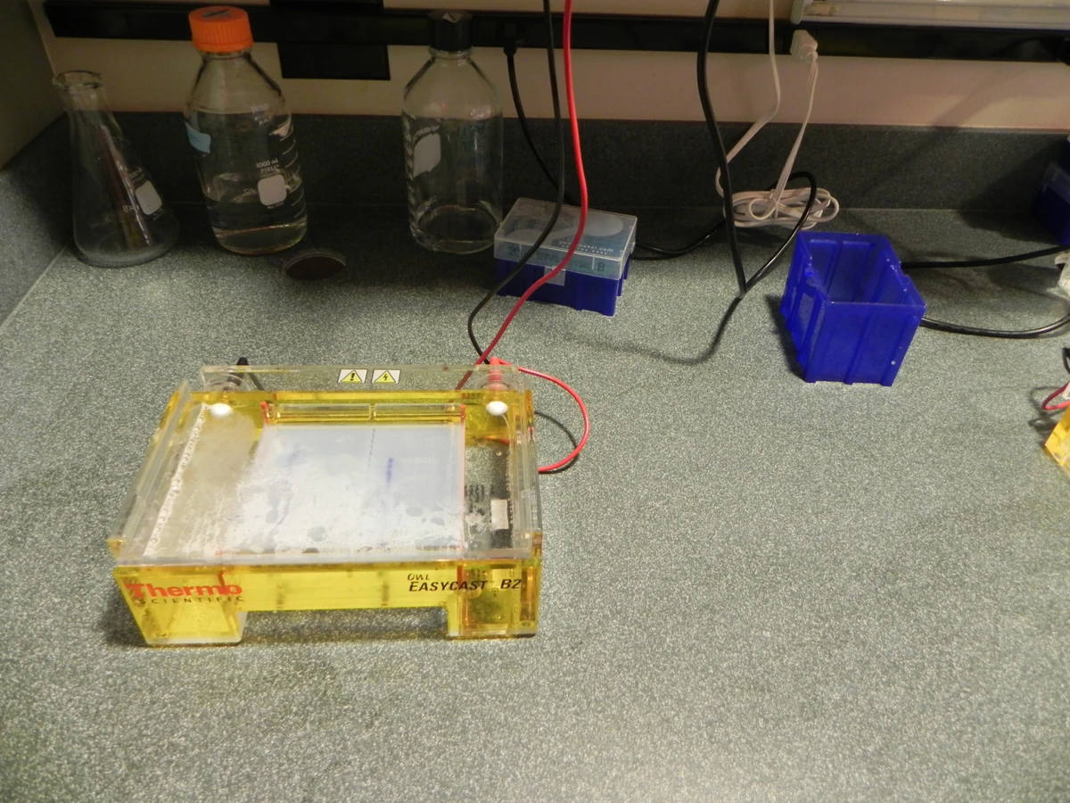 Running a DNA Gel | Get Your Science On Wiki | Fandom