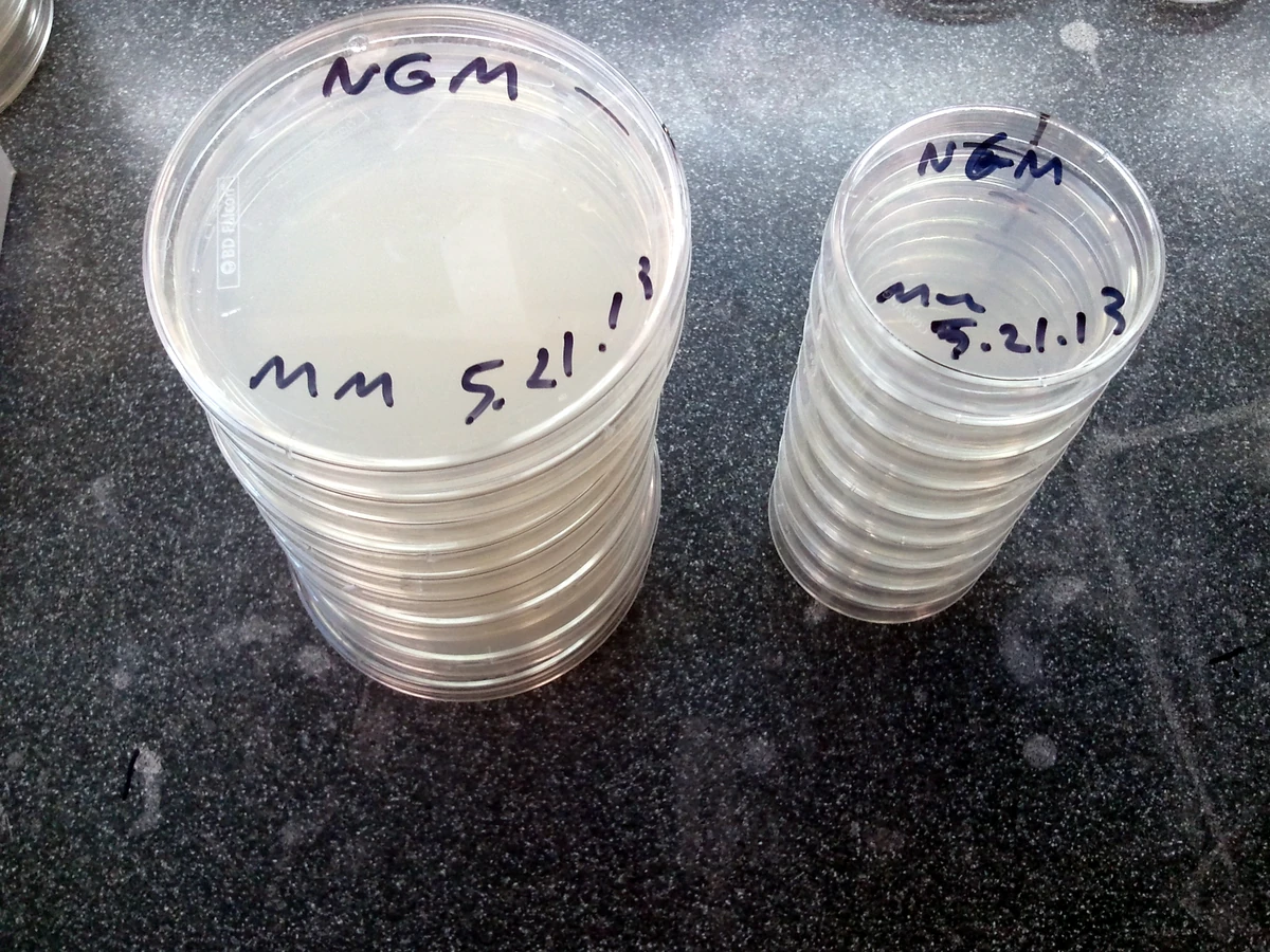 Pouring Worm Plates (NGM) | Get Your Science On Wiki | Fandom