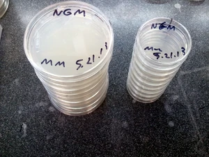Pouring Worm Plates (NGM) | Get Your Science On Wiki | Fandom