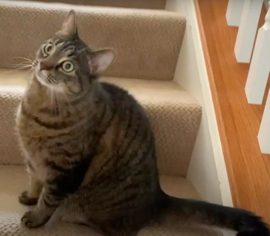 Dora the Cat | GG Games R Us Movies Wiki | Fandom