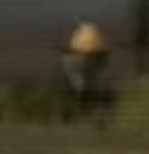 Strider Egg Skibidi Toilet | Ghavtv Wiki | Fandom