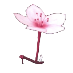 Cherry Blossom (Board) | Ghost Simulator Roblox Wiki | Fandom