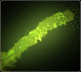 Plasm Distribution System (realistic version) | Ghostbusters Wiki | Fandom