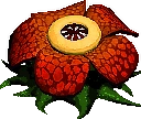 Rafflesia | Ghostlore Wiki | Fandom