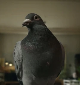 Pigeon ghost | Ghosts Wiki | Fandom