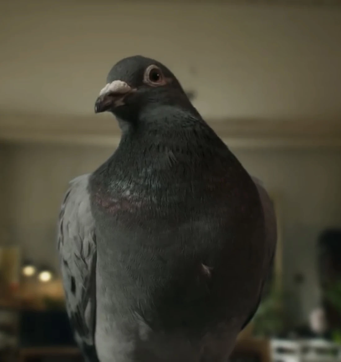 Pigeon ghost | Ghosts Wiki | Fandom