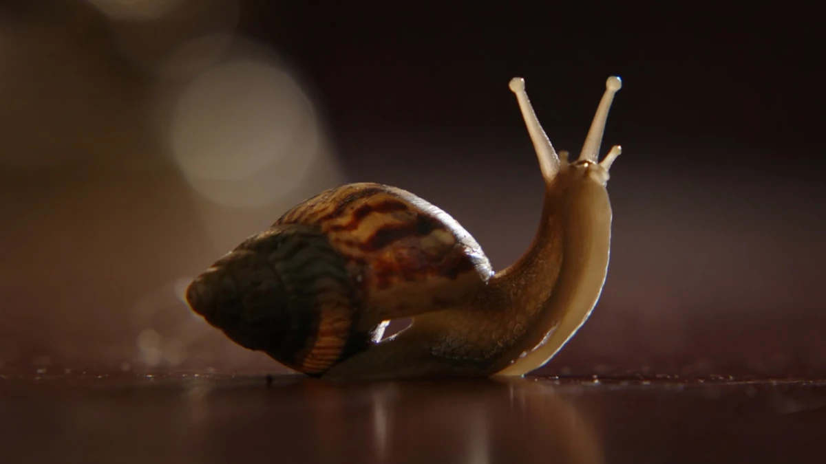 Ghost snail | Ghosts Wiki | Fandom