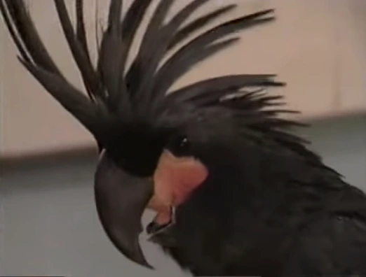 Calypso | Ghostwriter Wiki | Fandom