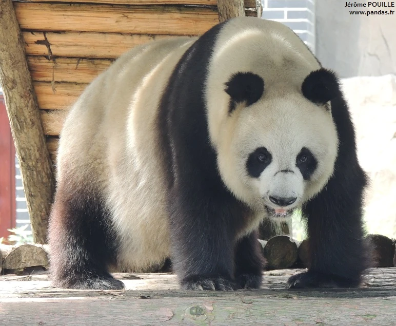 Bai Xue | Giant panda Wiki | Fandom