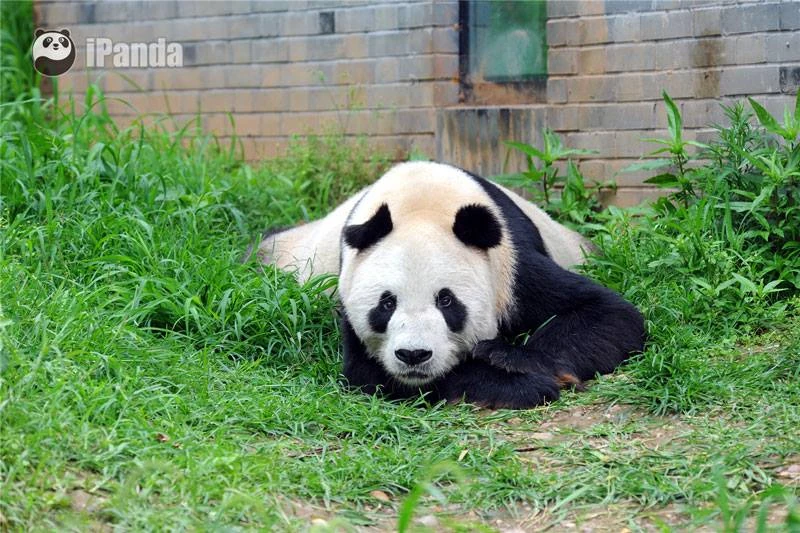 Pan Pan | Giant panda Wiki | Fandom